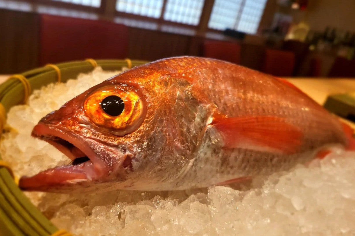 Fresh Sahimi-grade Nodoguro（Akamutsu）1.11LB