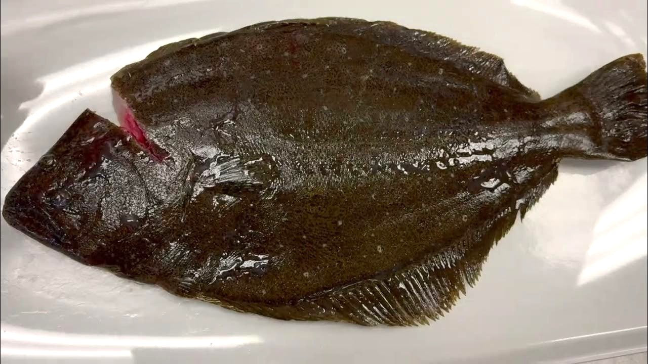 Fresh Sashimi-grade Flounder (Hirame) 3.1LBs